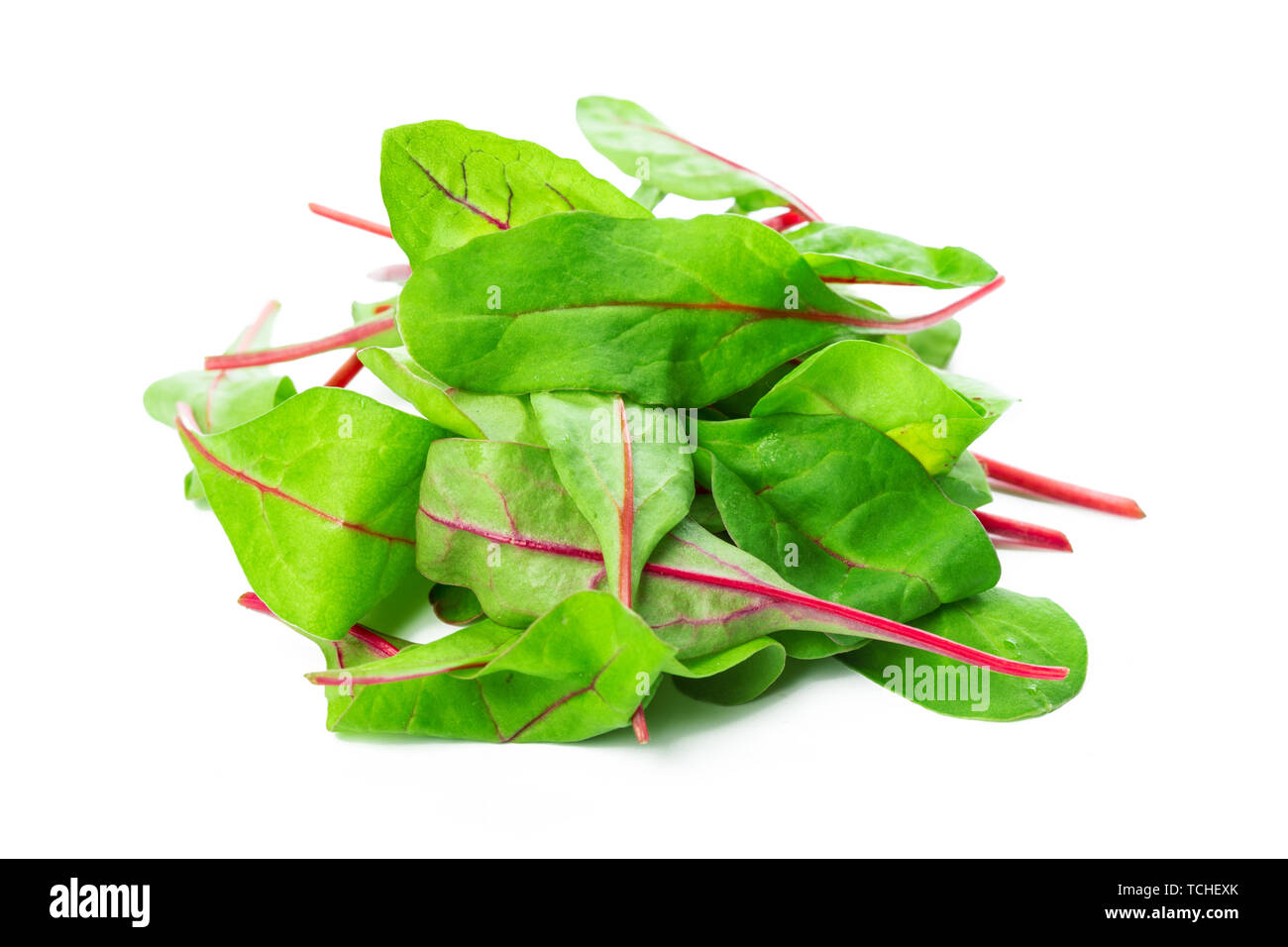 Greenery close up isolated on white background Stock Photo - Alamy
