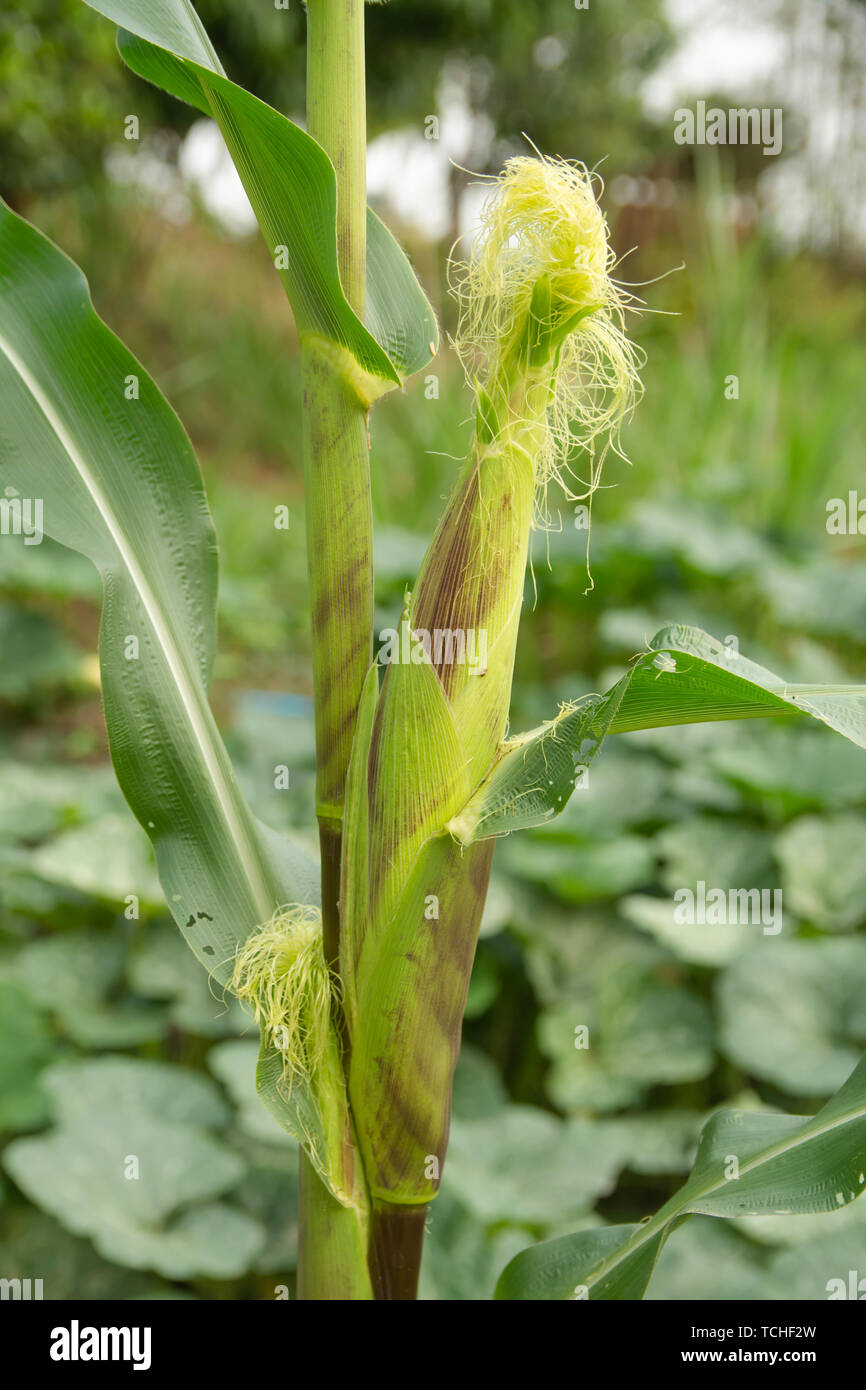 Fresh corn cob on tree hi-res stock photography and images - Alamy