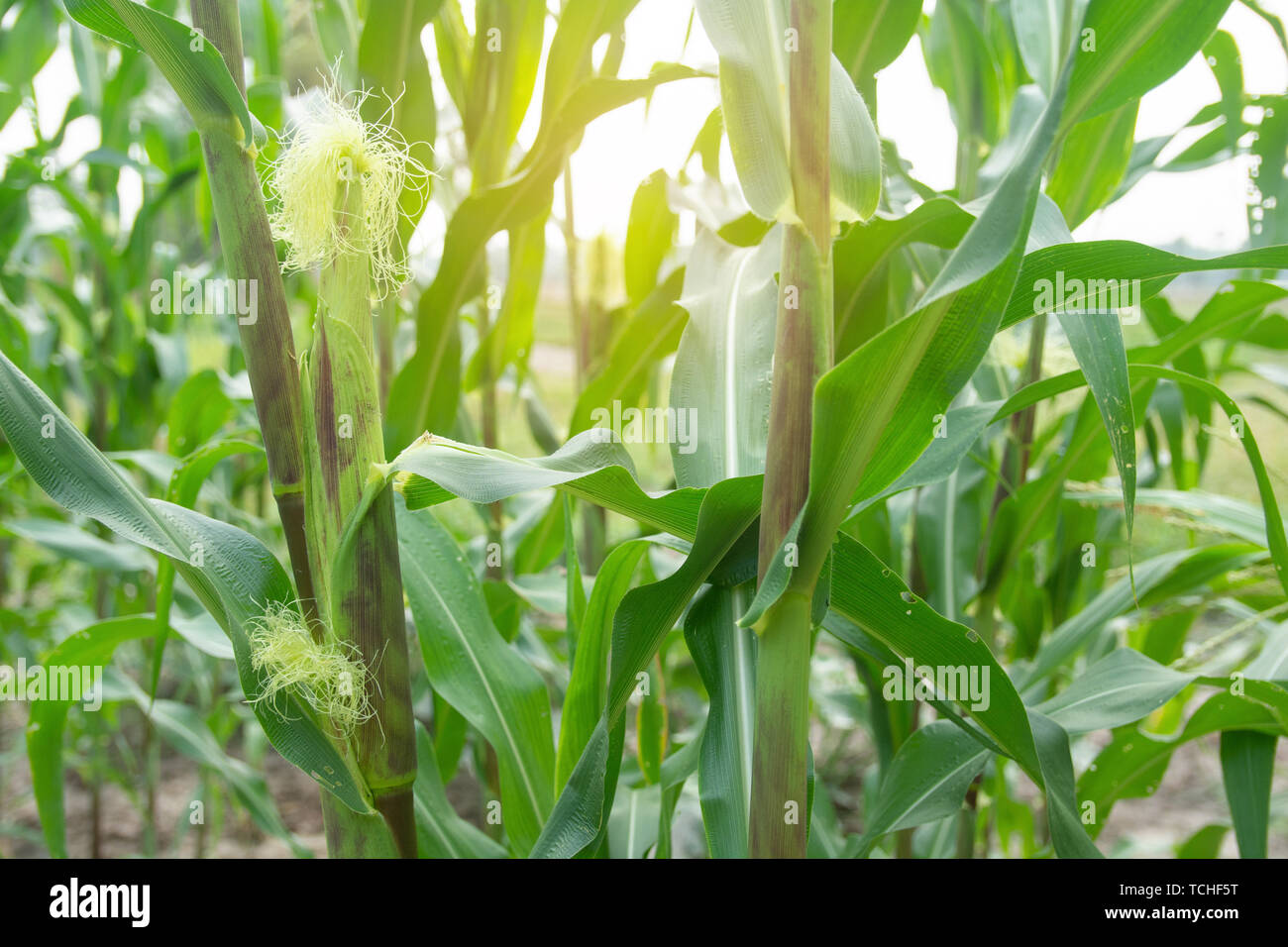 Fresh corn cob on tree hi-res stock photography and images - Alamy