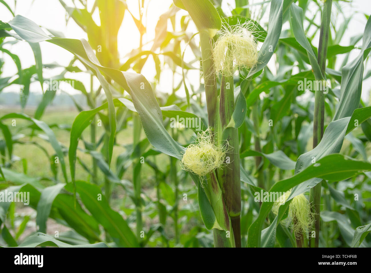 Fresh corn cob on tree hi-res stock photography and images - Alamy