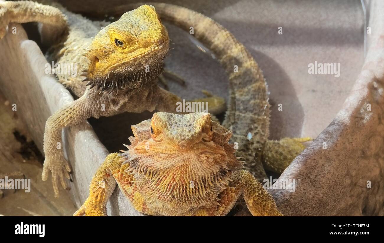 Desert lizard drinking water hi-res stock photography and images - Alamy