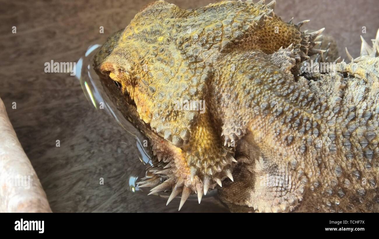 Desert lizard drinking water hi-res stock photography and images - Alamy