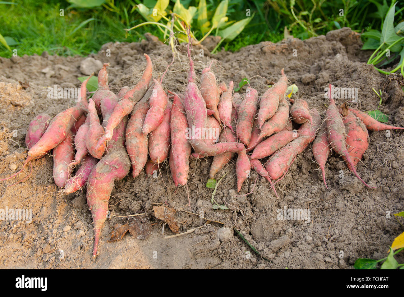 Sweet potato on ground just harvested from farm Stock Photo - Alamy