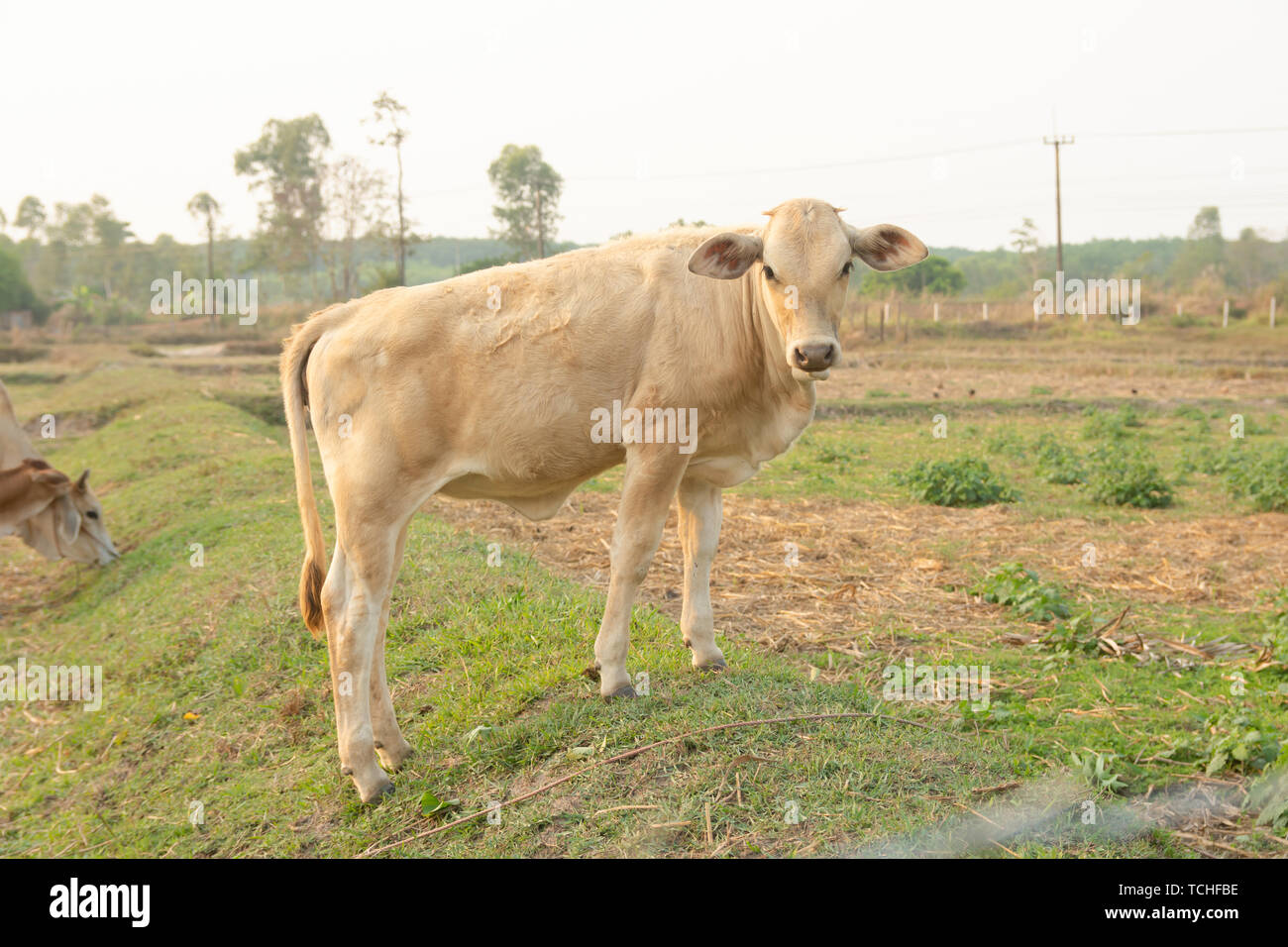 White cow on meadow Stock Photo - Alamy