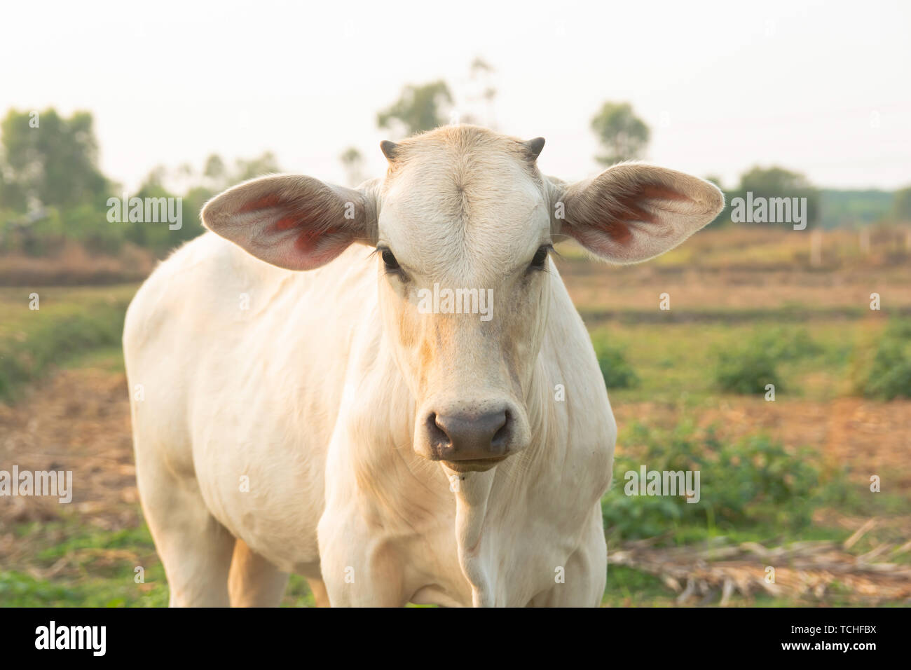 White cow on meadow Stock Photo - Alamy