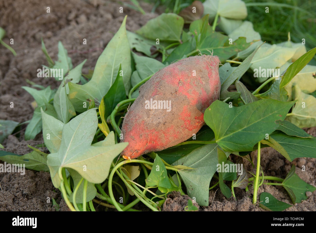 Sweet potato on ground just harvested from farm Stock Photo - Alamy