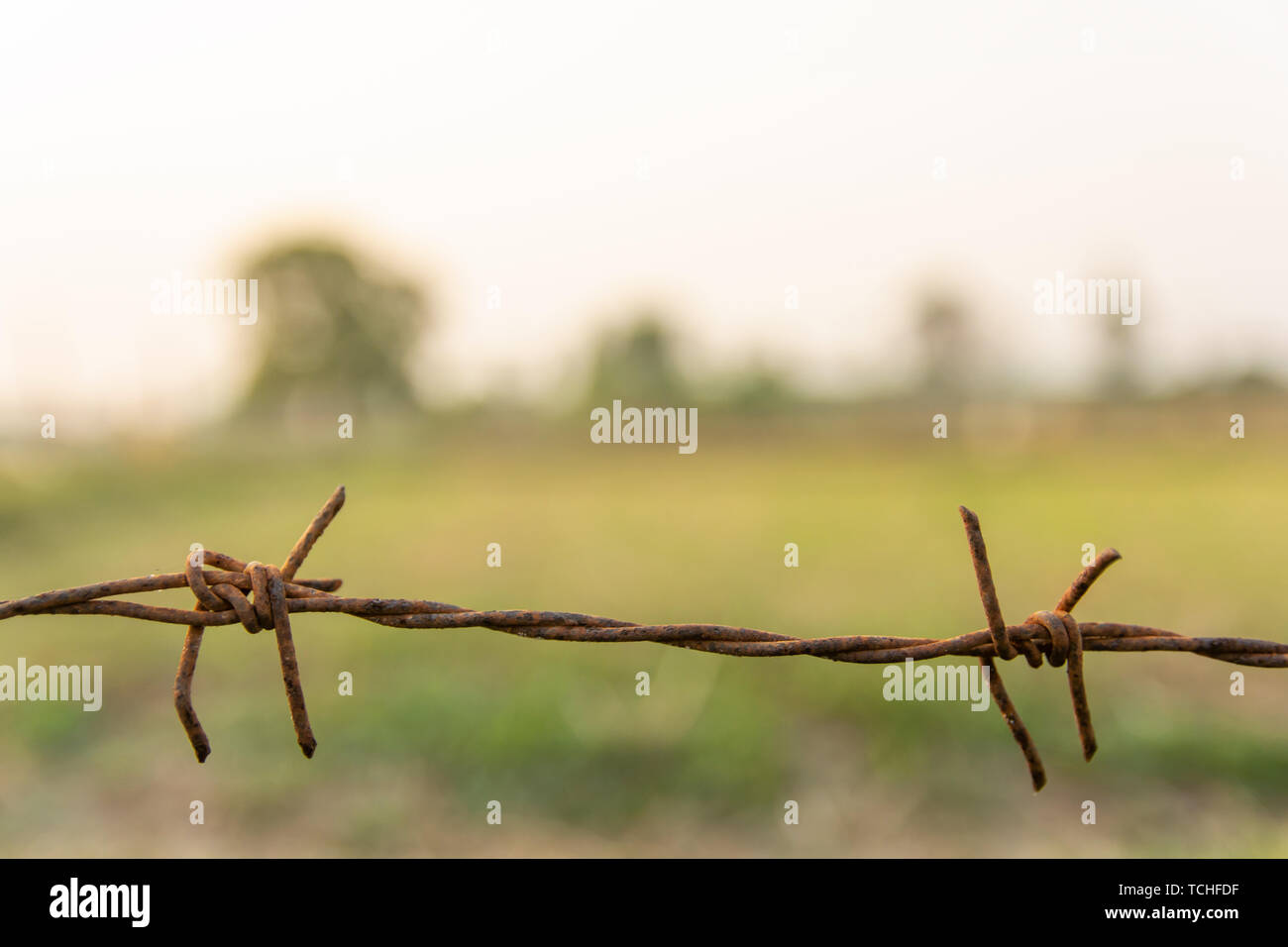 Silhouette Bird Barbed Wire High Resolution Stock Photography and ...