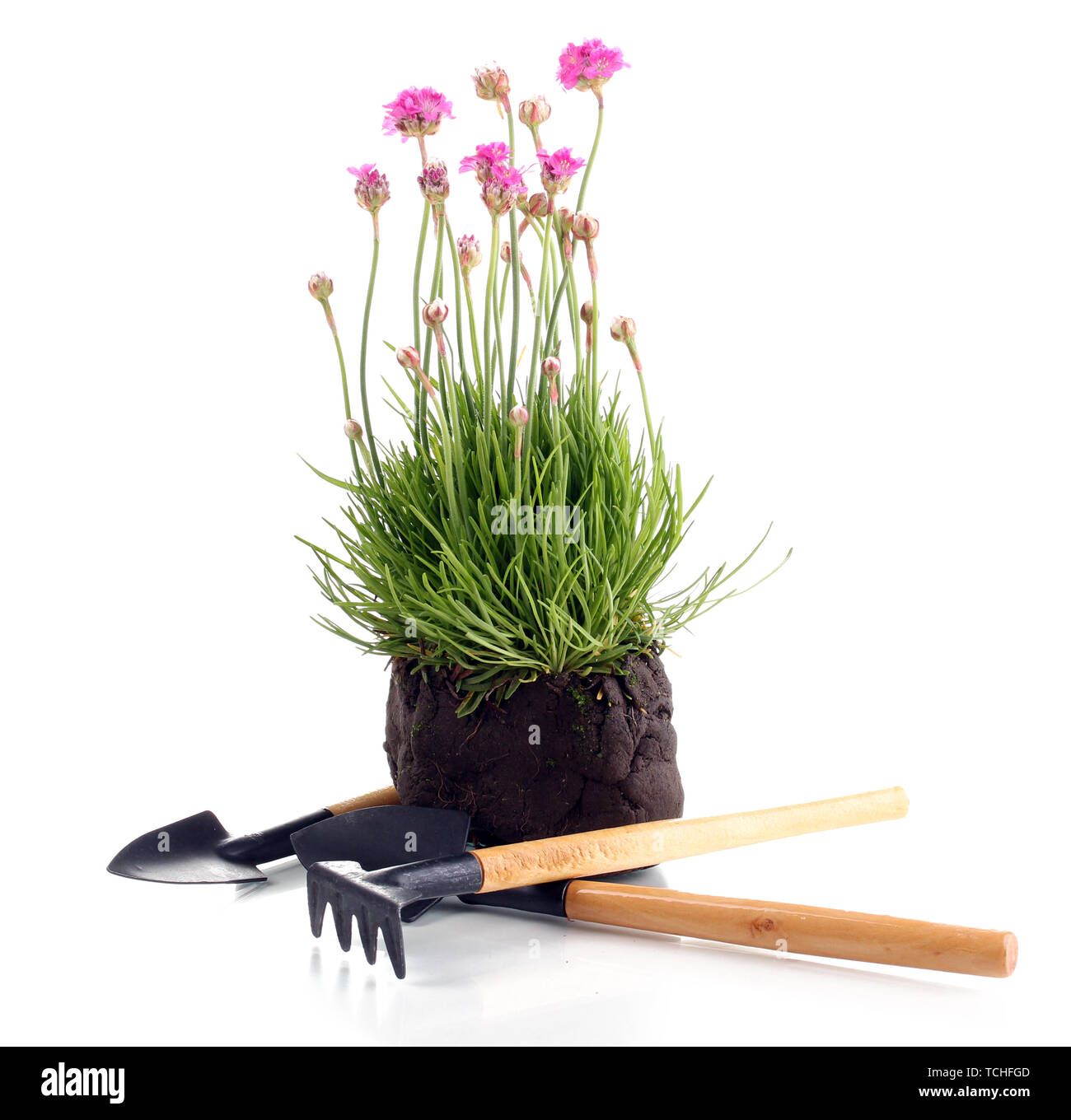 Pink flowers with instruments isolated on white Stock Photo - Alamy