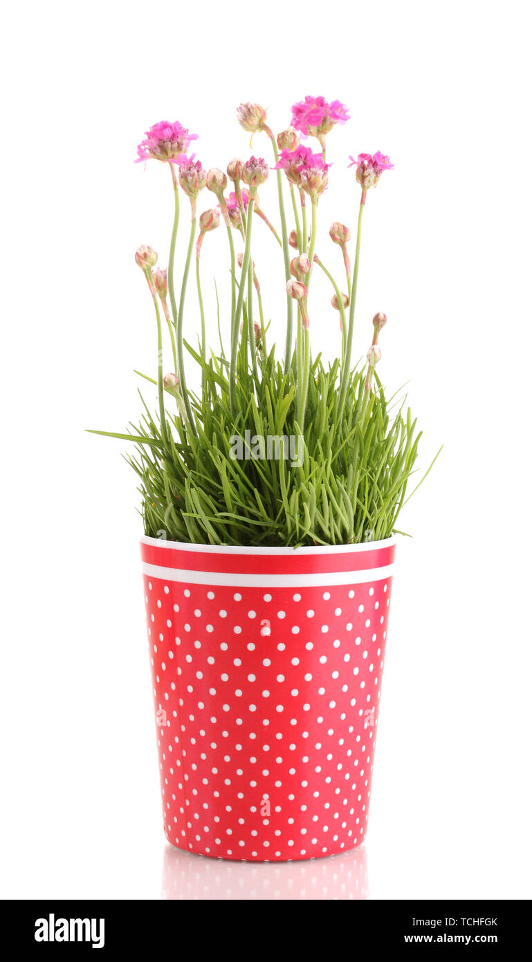 Pink flowers in pot isolated on white Stock Photo - Alamy