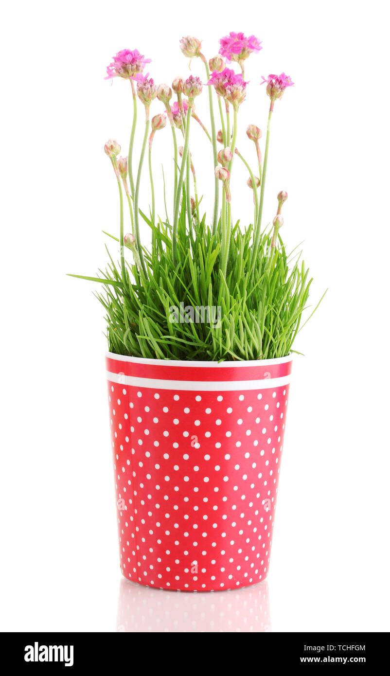 Pink flowers in pot isolated on white Stock Photo - Alamy