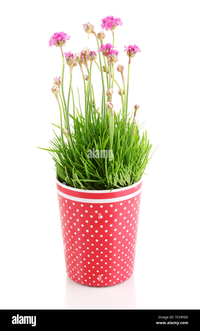 Pink flowers in pot isolated on white Stock Photo - Alamy
