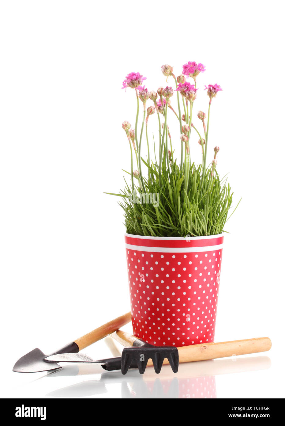 Pink flowers in pot with instruments isolated on white Stock Photo - Alamy