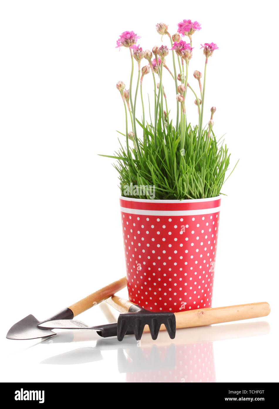 Pink flowers in pot with instruments isolated on white Stock Photo - Alamy
