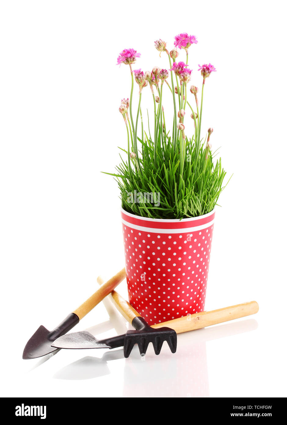 Pink flowers in pot with instruments isolated on white Stock Photo - Alamy