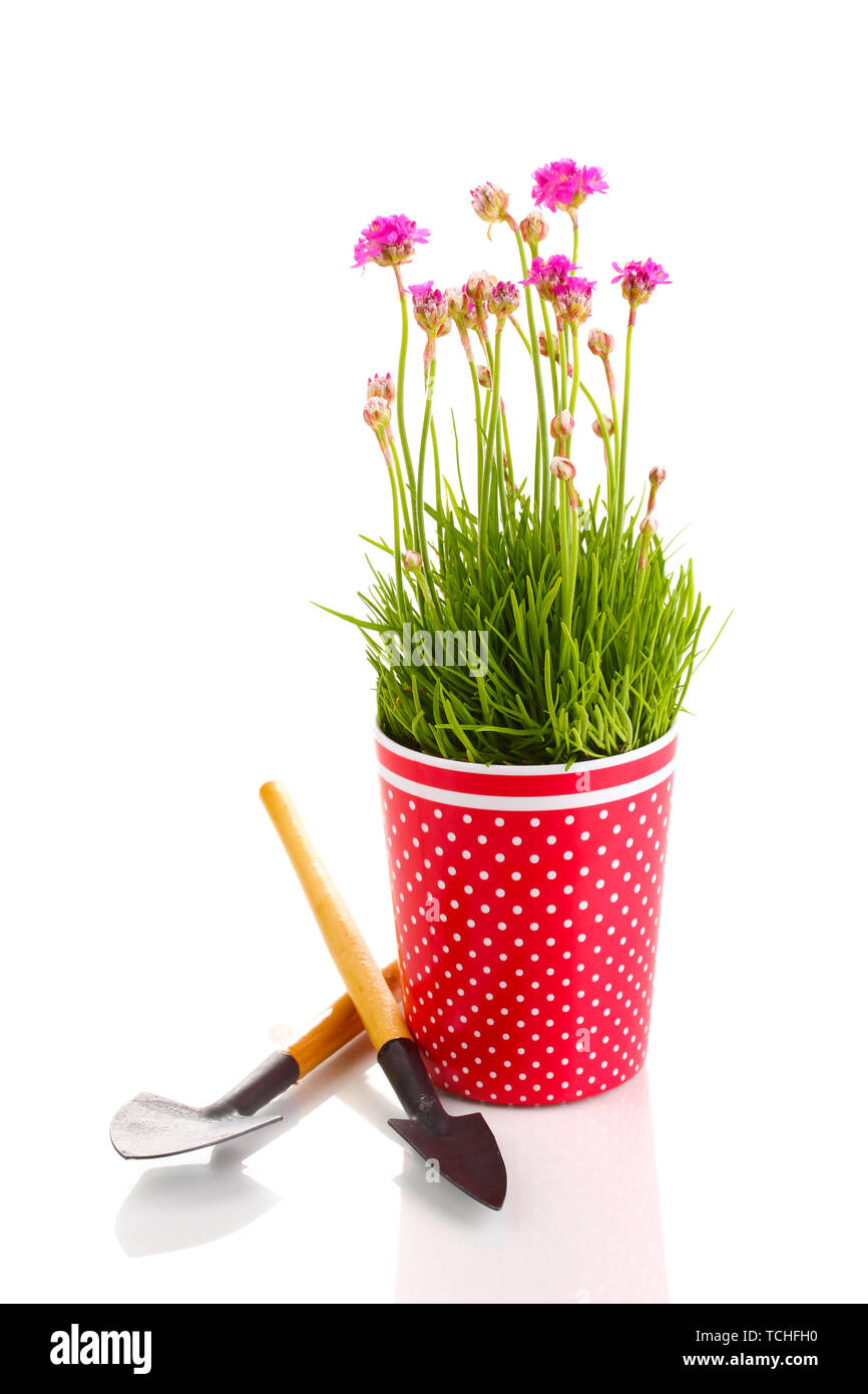 Pink flowers in pot with instruments isolated on white Stock Photo - Alamy