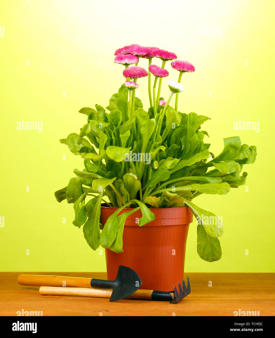 Pink flowers in pot with instruments on wooden table on green ...