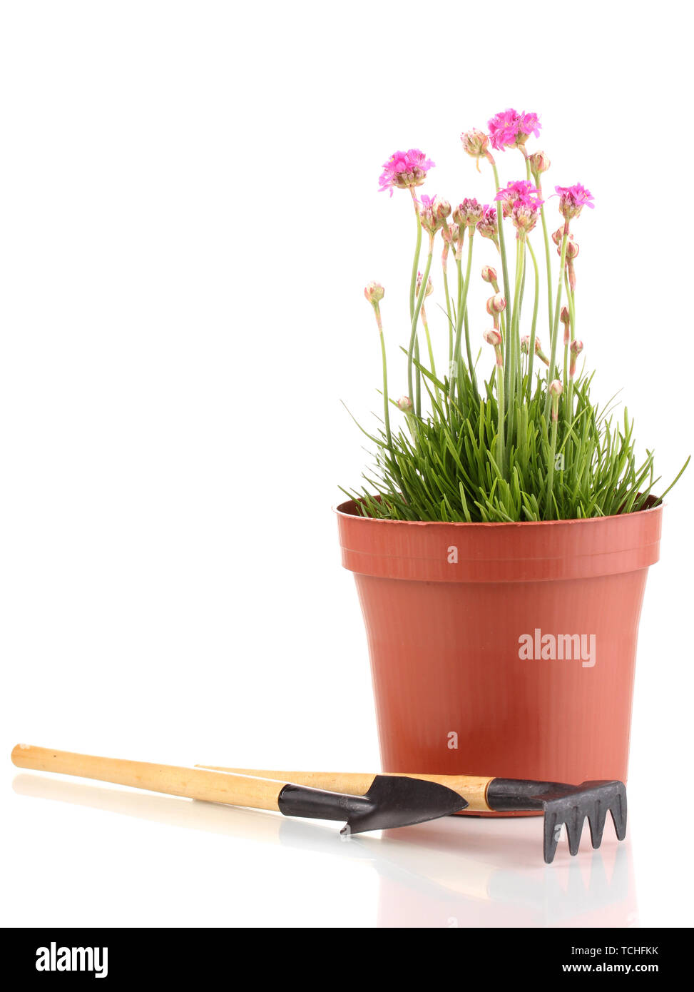 Pink flowers in pot with instruments isolated on white Stock Photo - Alamy