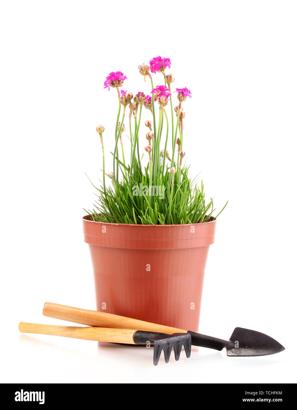 Pink flowers in pot with instruments isolated on white Stock Photo - Alamy