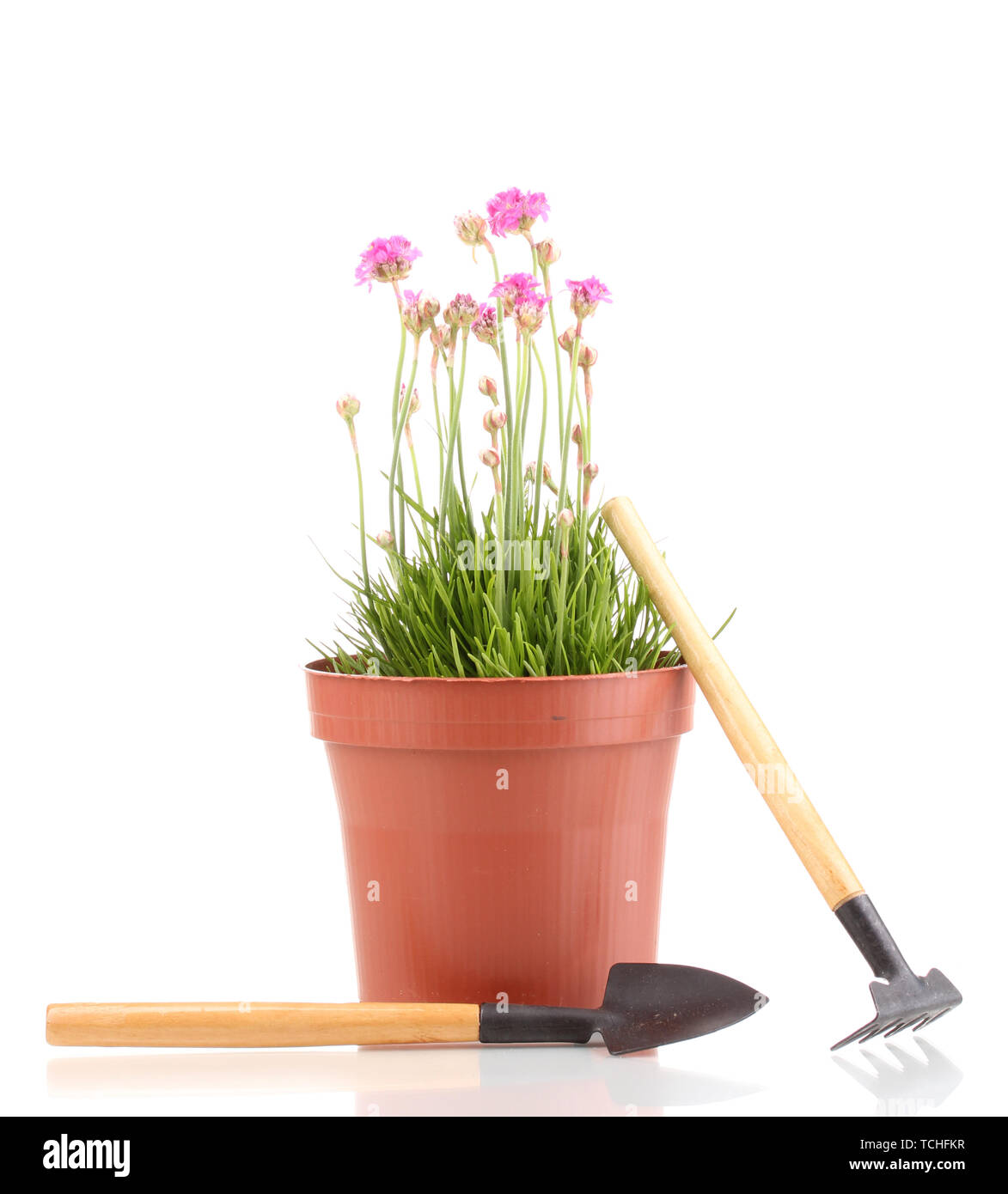 Pink flowers in pot with instruments isolated on white Stock Photo - Alamy