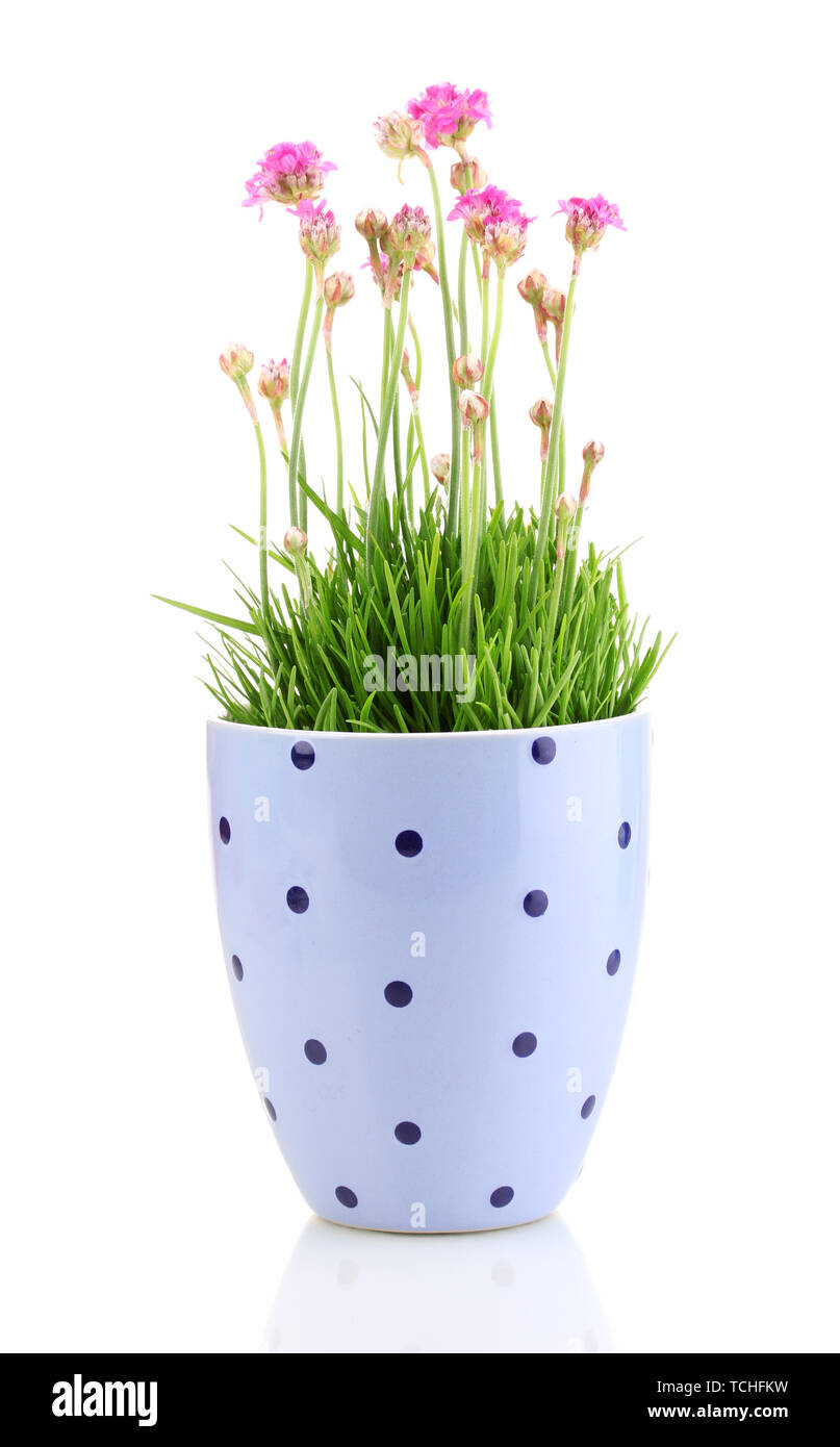 Pink flowers in pot isolated on white Stock Photo - Alamy