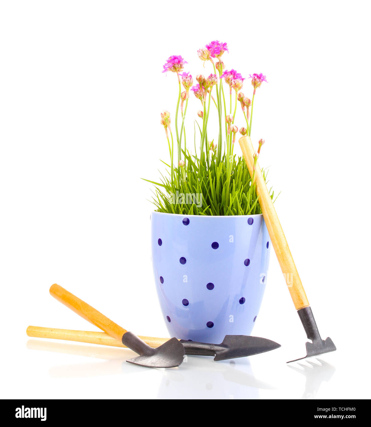 Pink flowers in pot with instruments isolated on white Stock Photo - Alamy