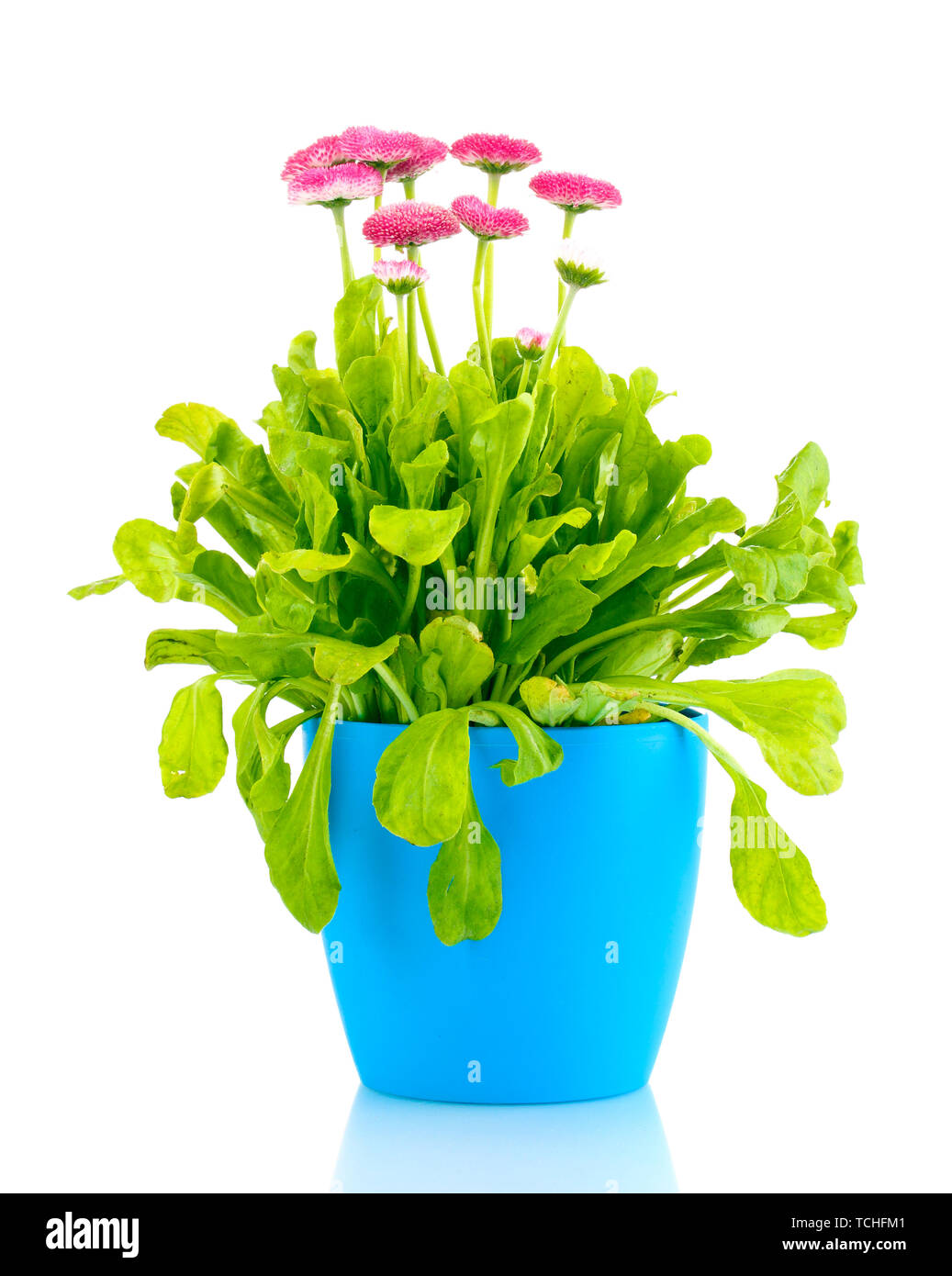 Daisy flowers in pot isolated on white Stock Photo - Alamy
