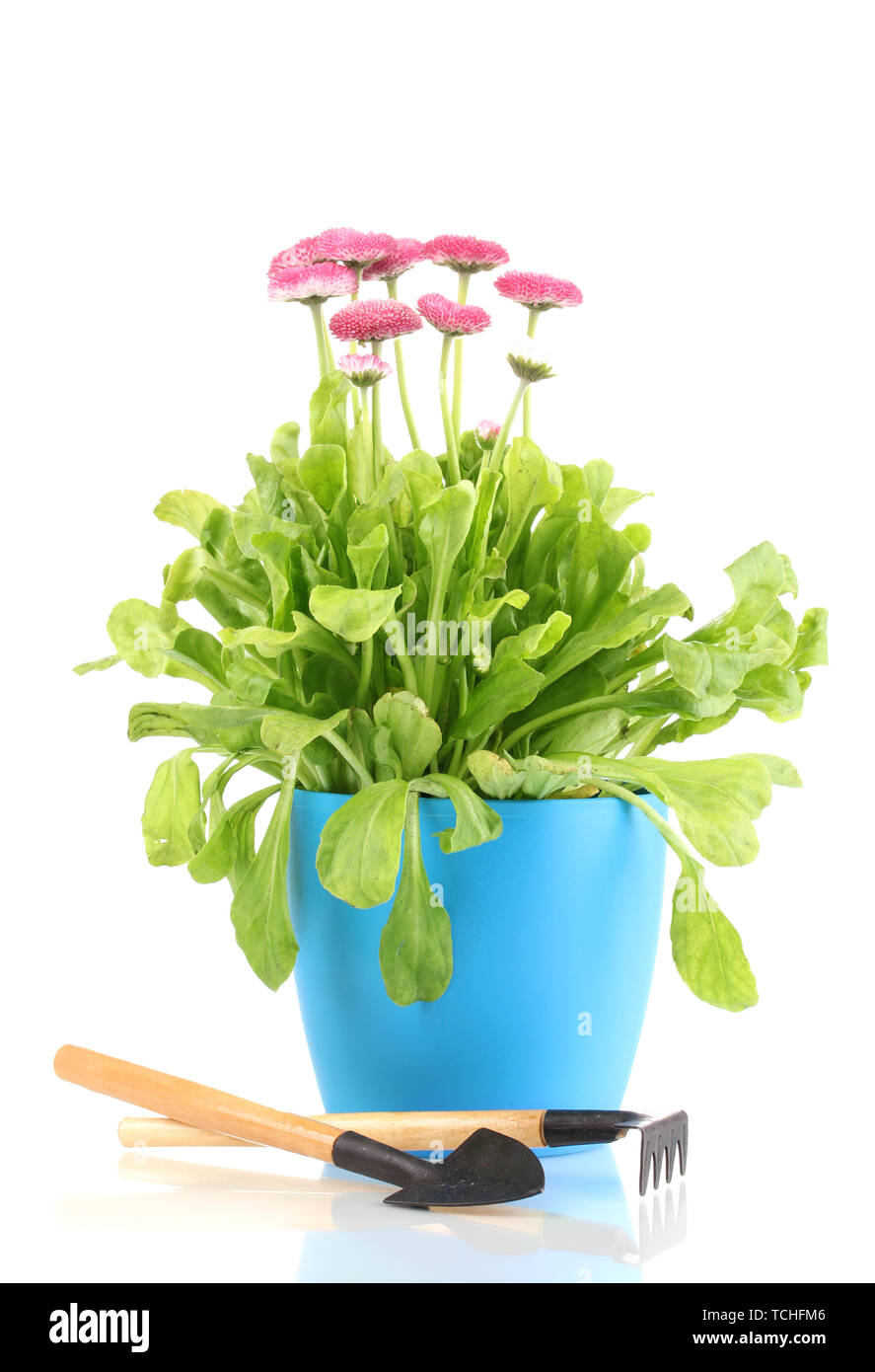 Daisy flowers in pot with instruments isolated on white Stock Photo - Alamy