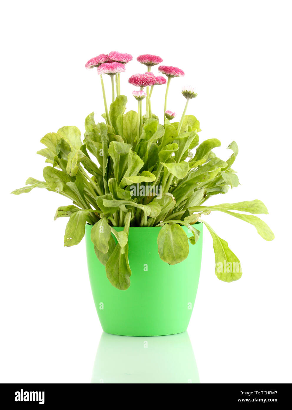 Daisy flowers in pot isolated on white Stock Photo - Alamy