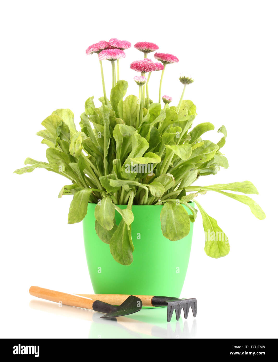Daisy flowers in pot with instruments isolated on white Stock Photo - Alamy