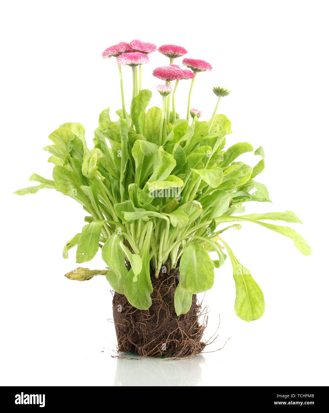 Daisy flowers isolated on white Stock Photo - Alamy