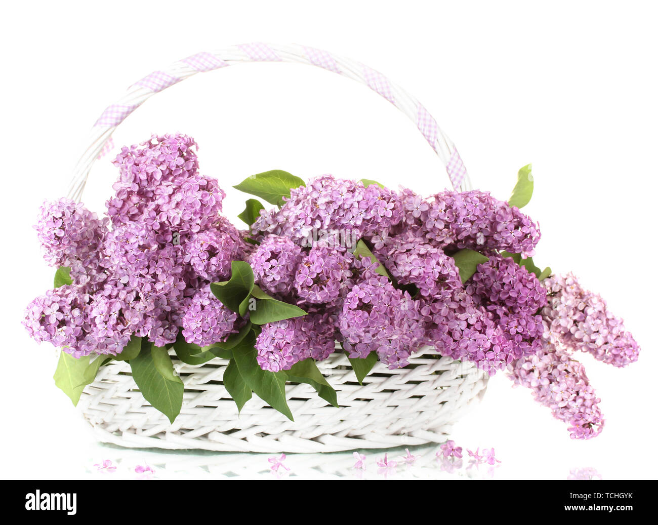Fragrant lilac flowers bloom in spring Cut Out Stock Images & Pictures ...