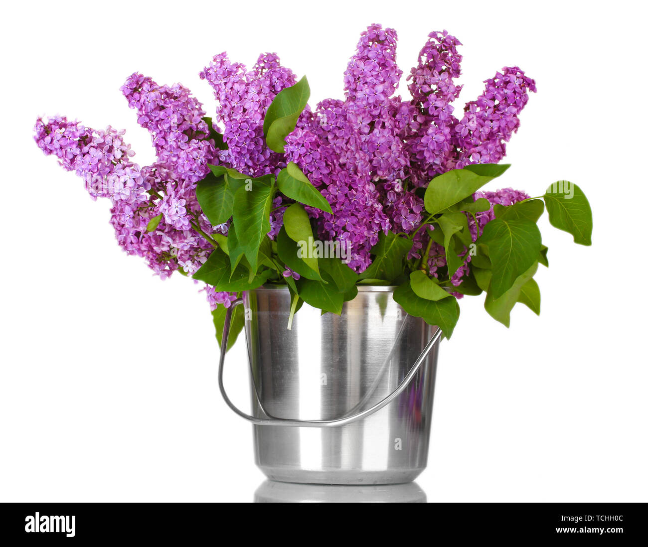 beautiful lilac flowers in metal bucket isolated on white Stock Photo ...