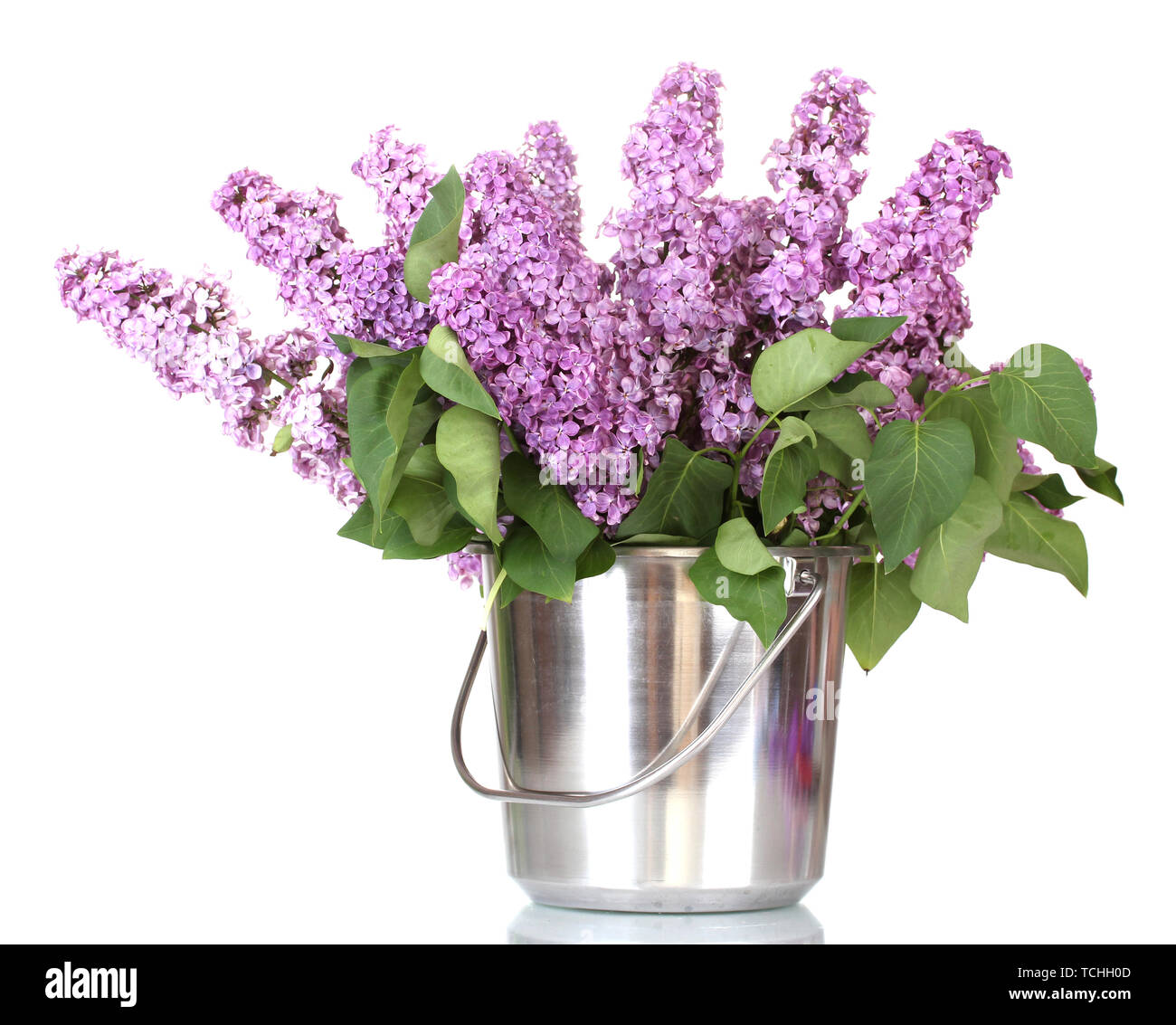 beautiful lilac flowers in metal bucket isolated on white Stock Photo ...