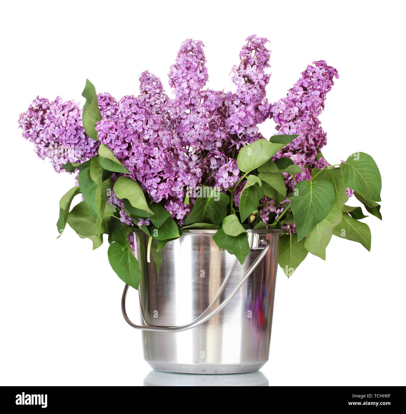 beautiful lilac flowers in metal bucket isolated on white Stock Photo ...