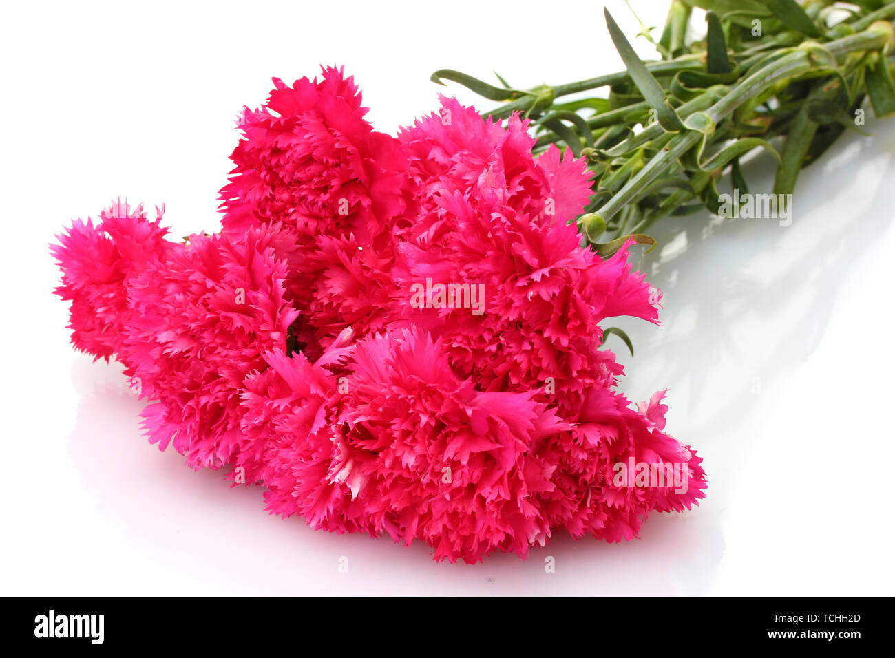 Beautiful pink carnations isolated on white Stock Photo - Alamy