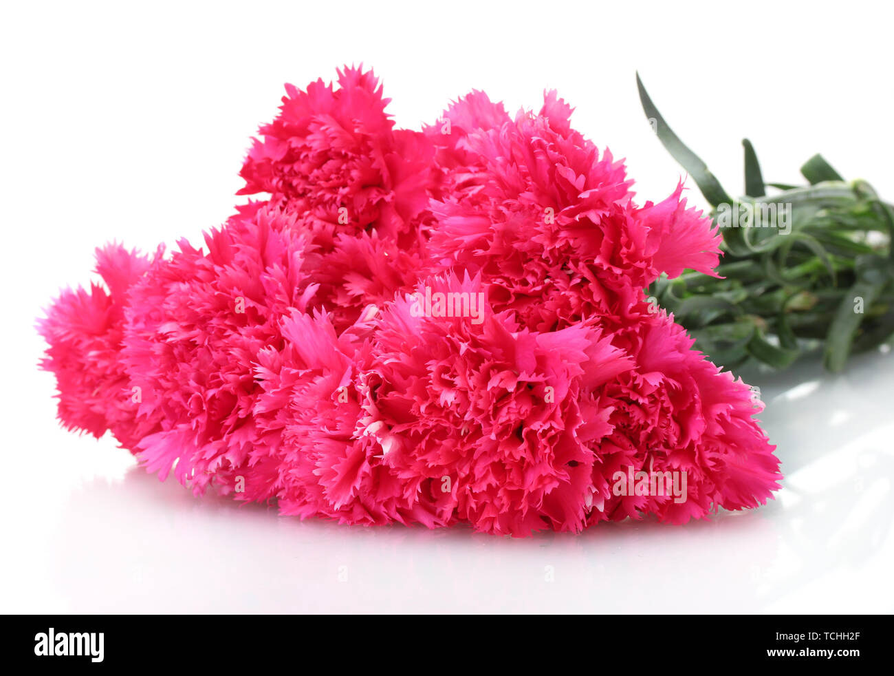 Beautiful pink carnations isolated on white Stock Photo - Alamy