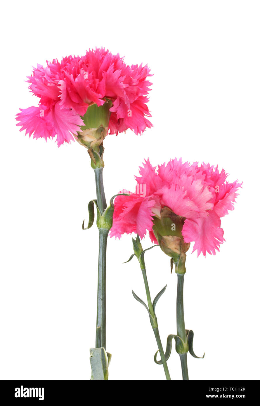 Beautiful pink carnations isolated on white Stock Photo - Alamy