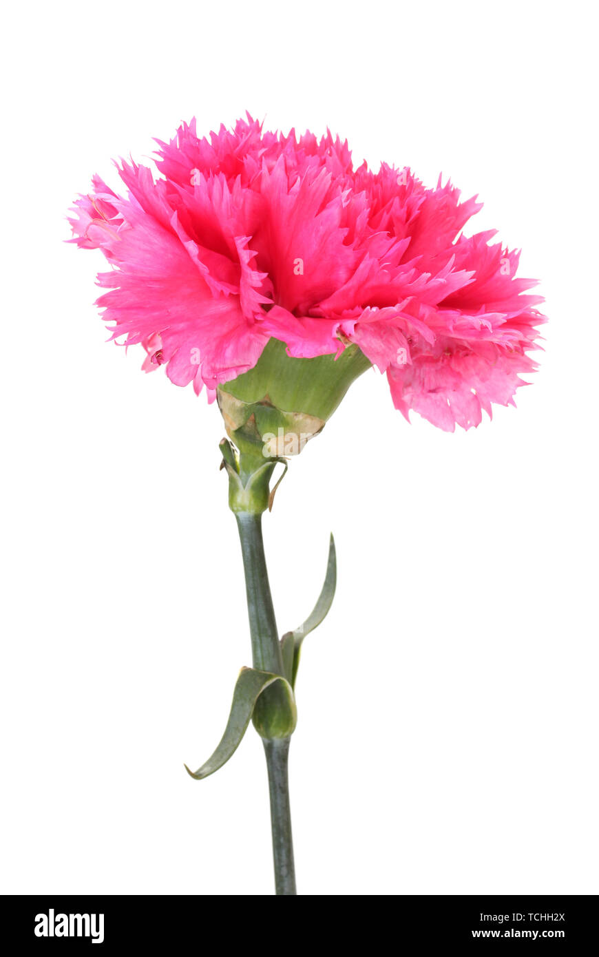 pink carnation isolated on white Stock Photo - Alamy