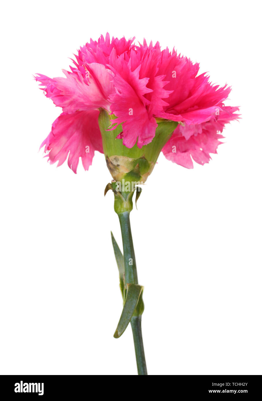 pink carnation isolated on white Stock Photo - Alamy
