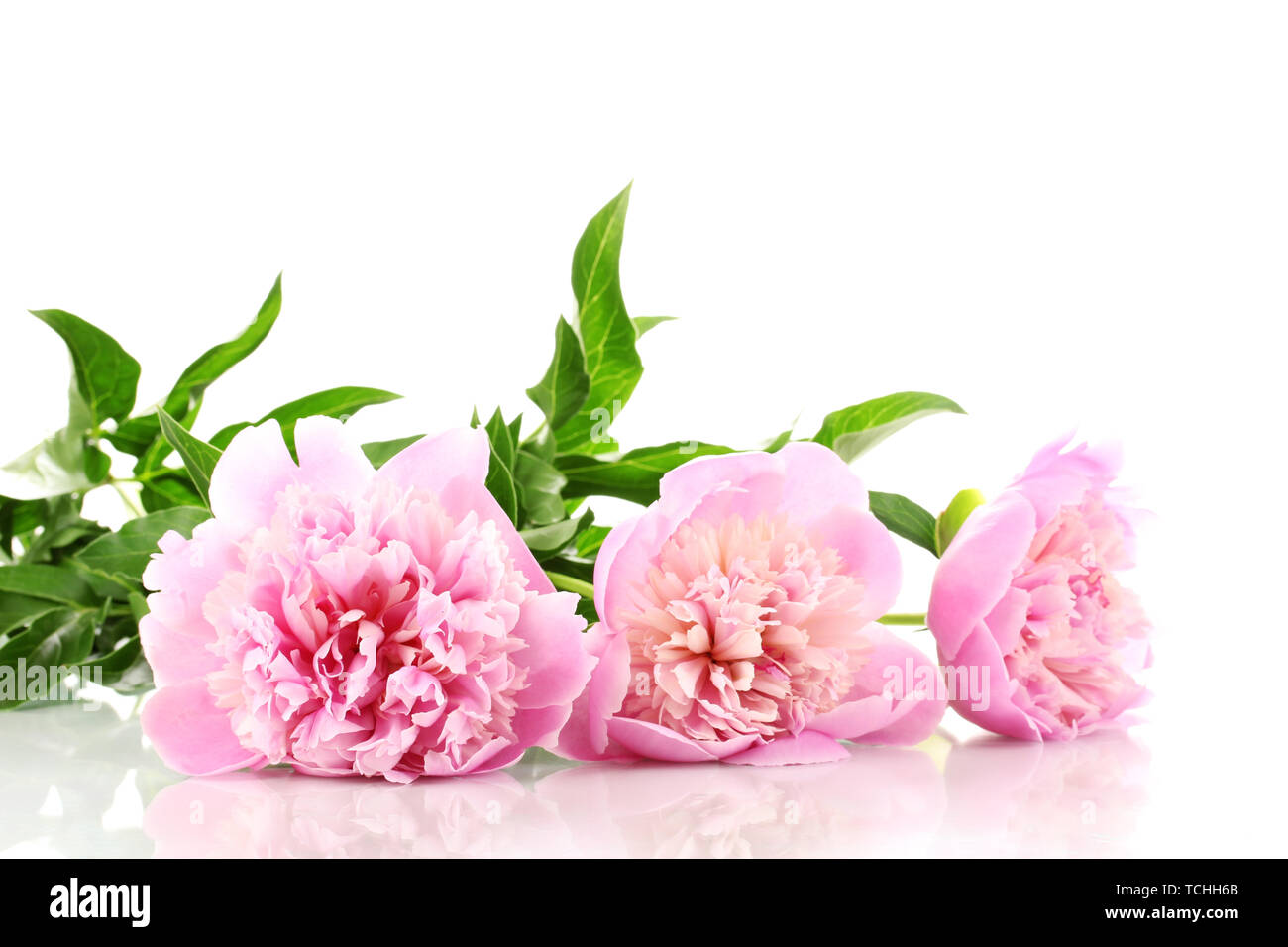 Three pink peonies isolated on white Stock Photo - Alamy