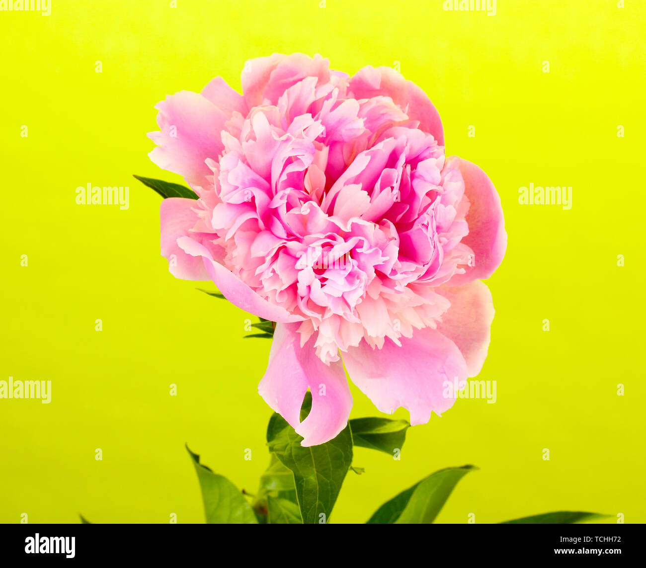 Peony on green background hi-res stock photography and images - Alamy