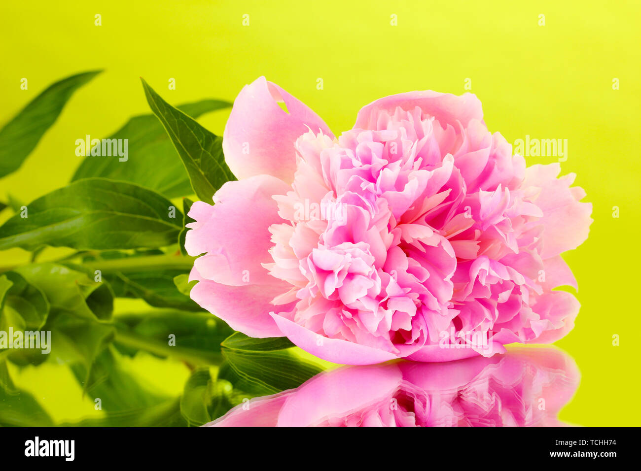 Peony on green background hi-res stock photography and images - Alamy