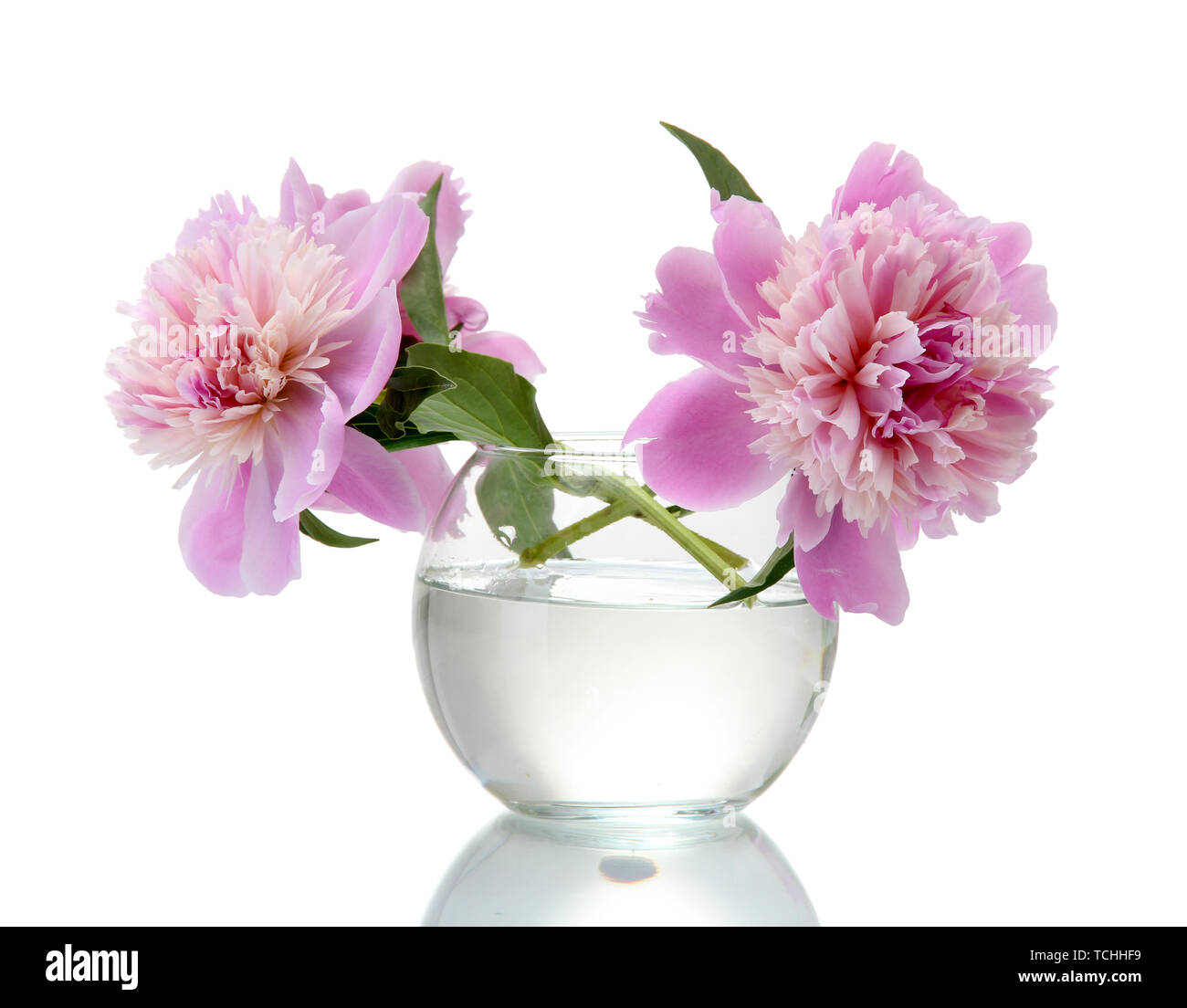 pink peonies flowers in vase isolated on white Stock Photo - Alamy
