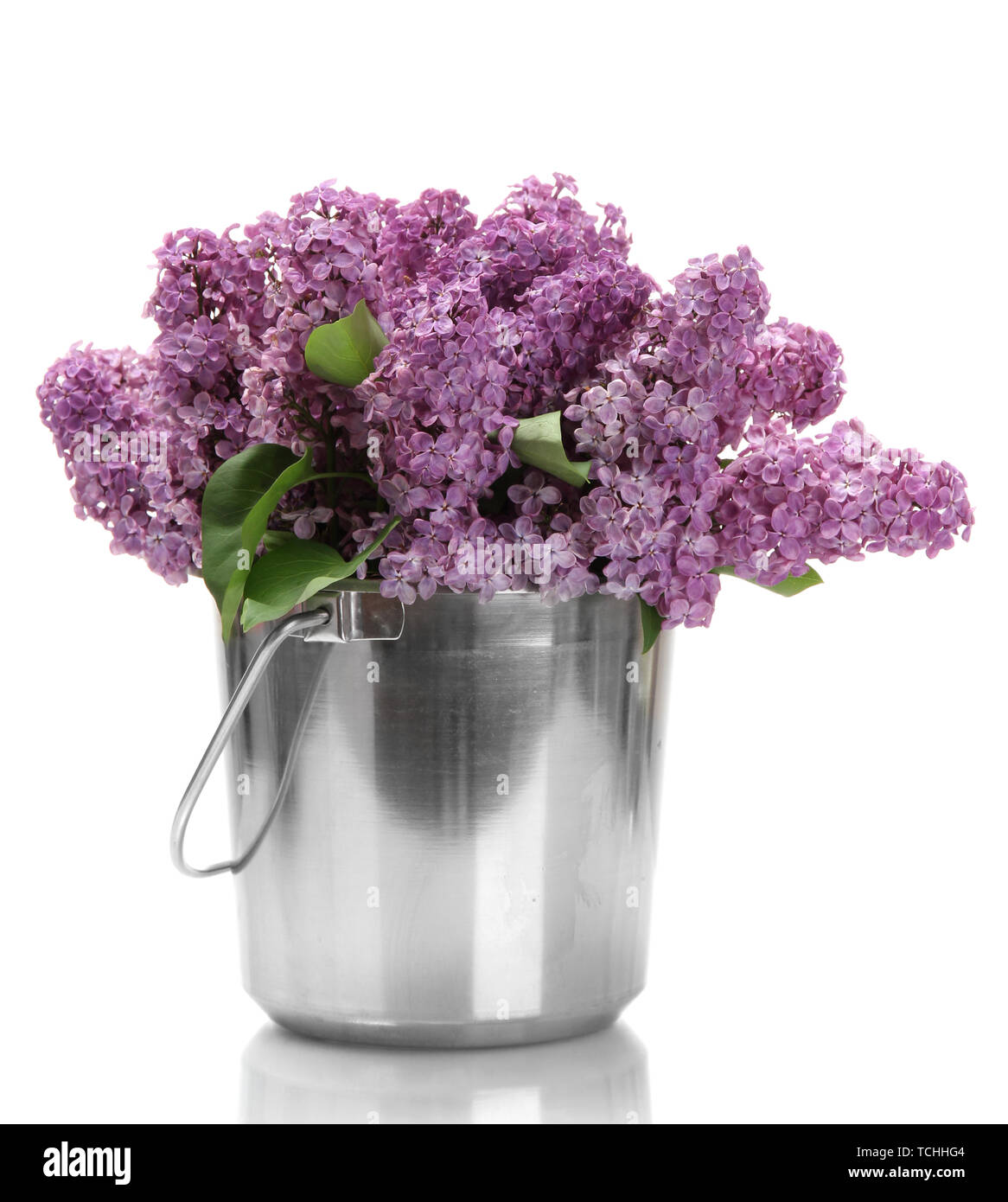 beautiful lilac flowers in metal bucket isolated on white Stock Photo ...