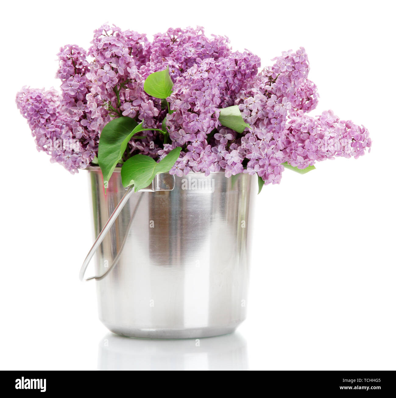 beautiful lilac flowers in metal bucket isolated on white Stock Photo ...