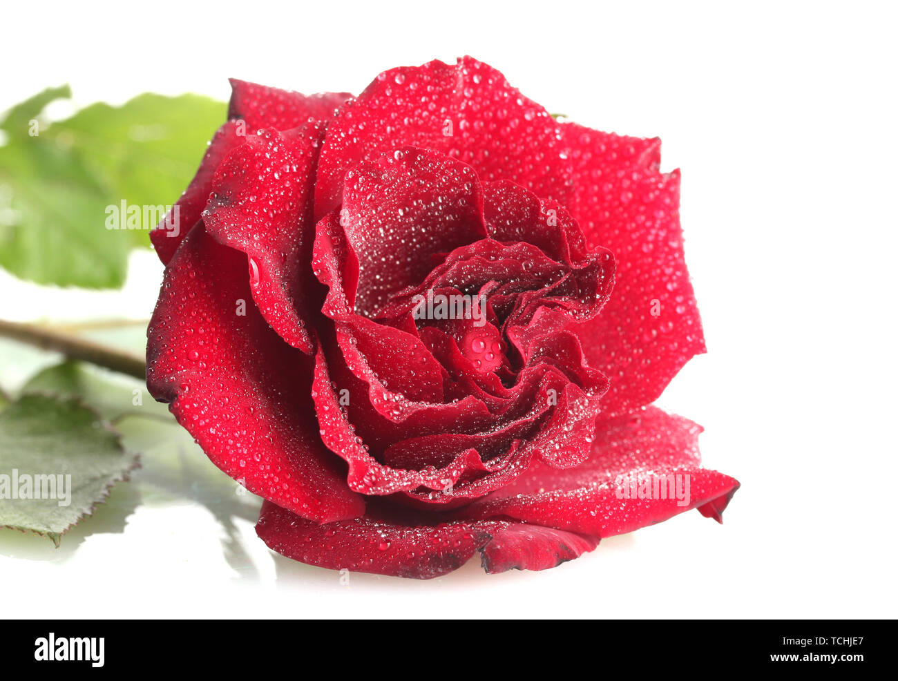 beautiful red rose with drops isolated on white Stock Photo - Alamy