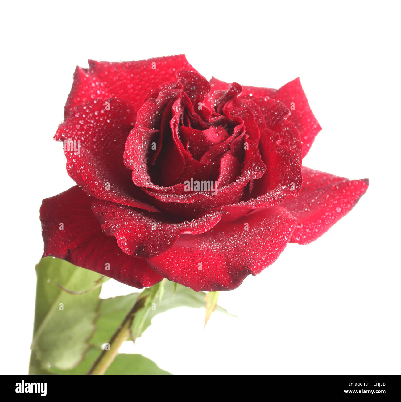 beautiful red rose with drops isolated on white Stock Photo - Alamy