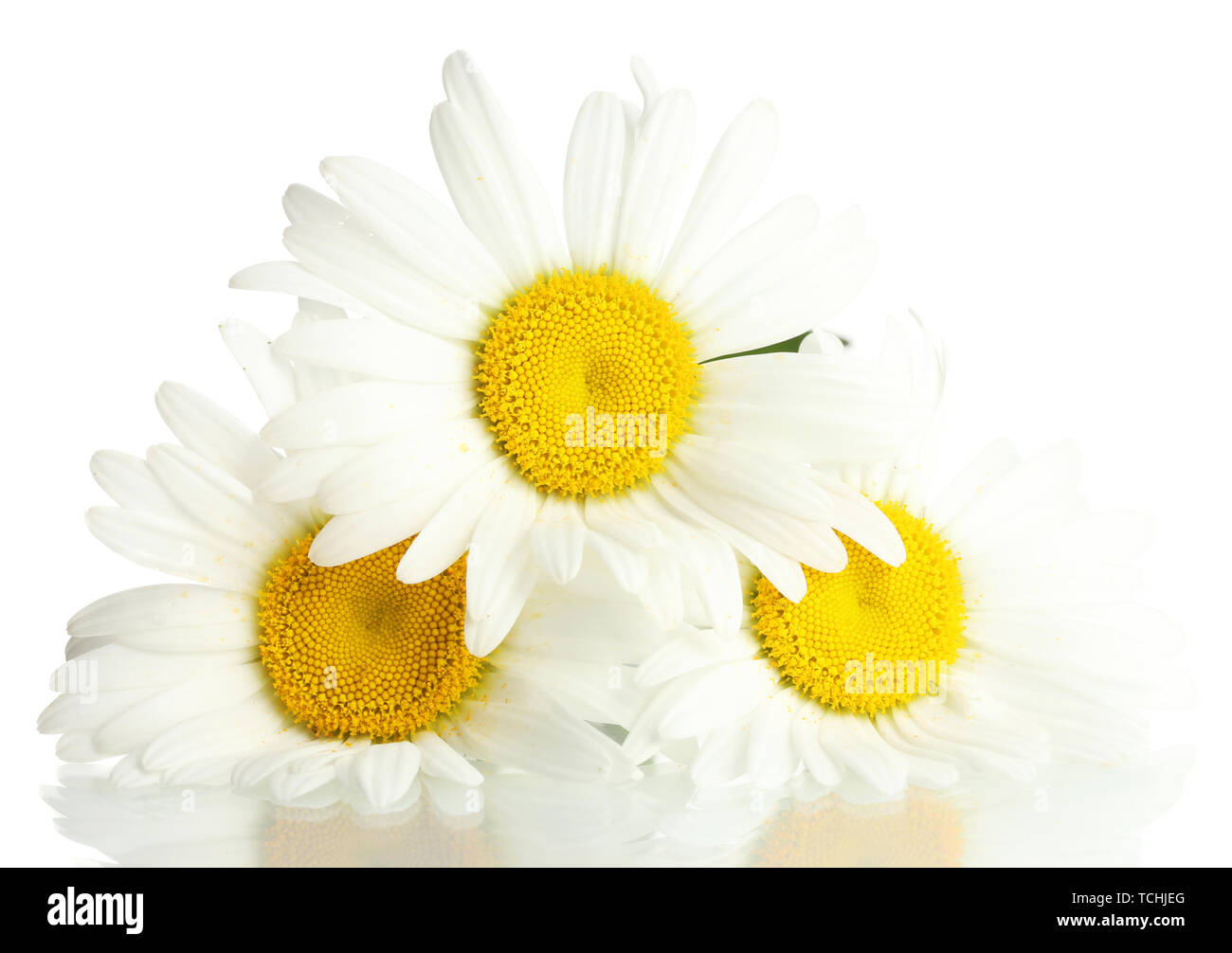 beautiful daisies flowers isolated on white Stock Photo - Alamy