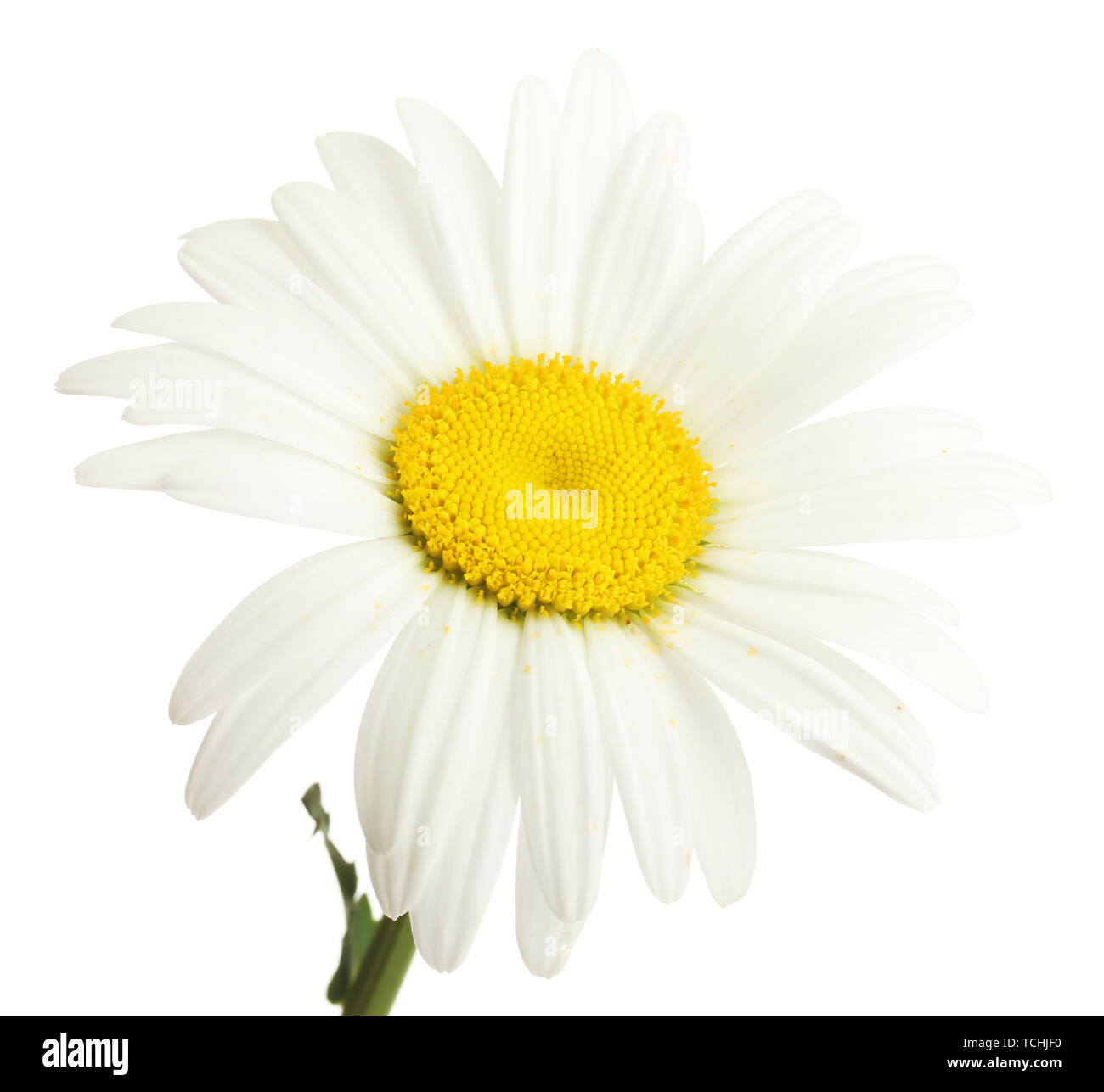 beautiful daisy flower isolated on white Stock Photo - Alamy