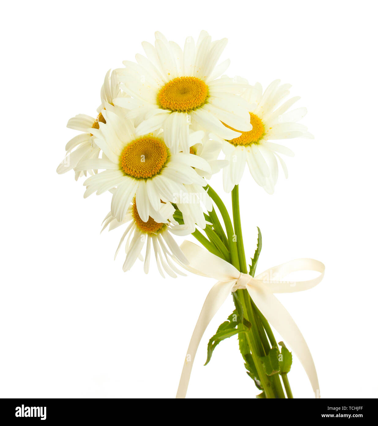 beautiful daisies flowers isolated on white Stock Photo - Alamy